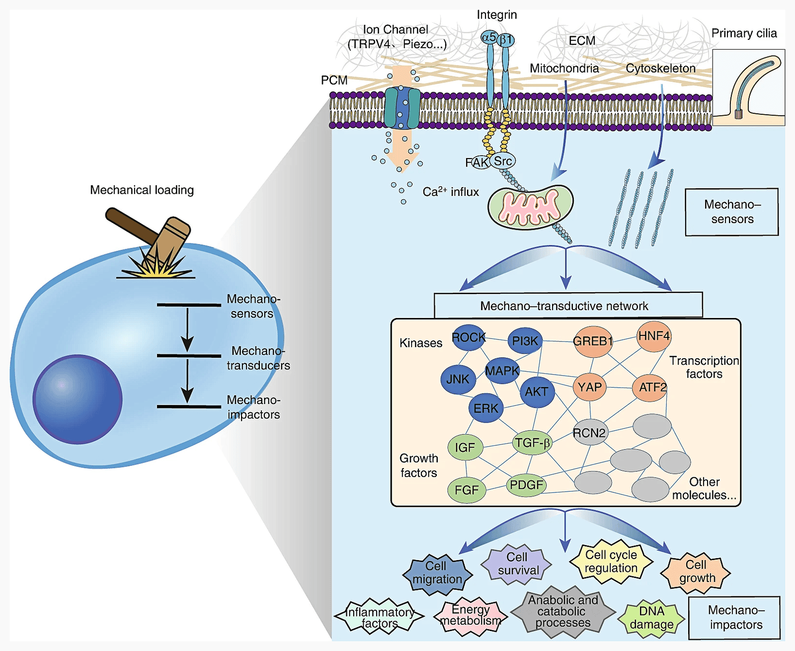 The Science of Mechanotransduction and Vibration Therapy: Clinical ...